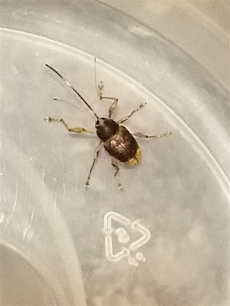 What Kind Of Weevil Is This R Weeviltime