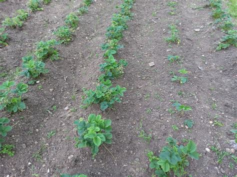 Нематоды на клубнике принимаем меры для профилактики и борьбы Идеальный огород Дзен