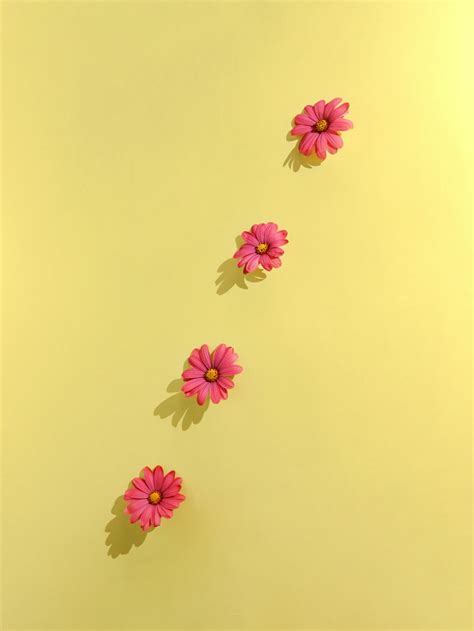 분홍색과 노란색 꽃 그림 사진 Unsplash의 무료 콜롬비아 이미지