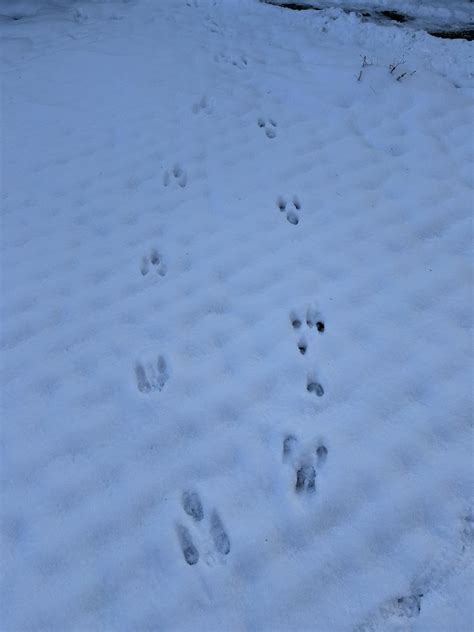 What Footprints Is It Ucvhamsturt Rworldglance