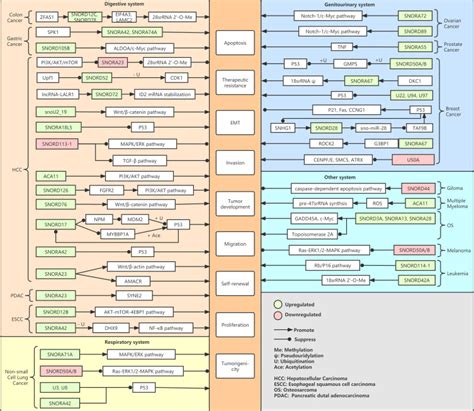 The Potential Role Of Small Nucleolar Rnas In Cancers An Evidence Map Pmc