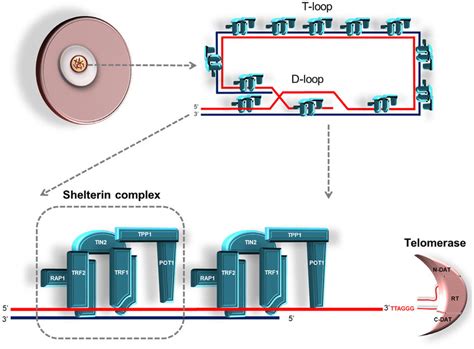 Schematic Diagram Showing Telomere Structure Telomere Associated