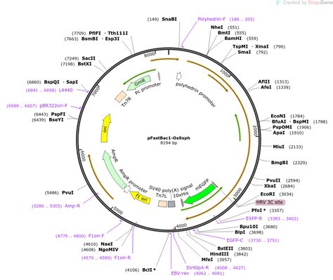 Addgene Pfastbac1 Ossxph