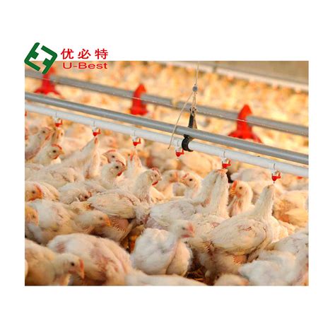 Automatic Oem Ha Shape Muti Layer Ladder Chicken Poultry Farm
