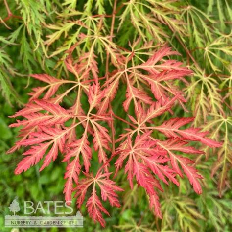 BOX Acer x pse ÄòIce DragonÄò Cascading Maple