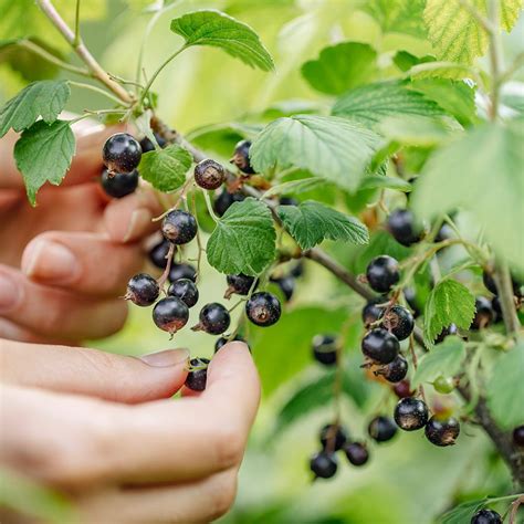 😋🍒Ароматна та солодка чорна смородина👍 Смородина – популярний ягідний ...