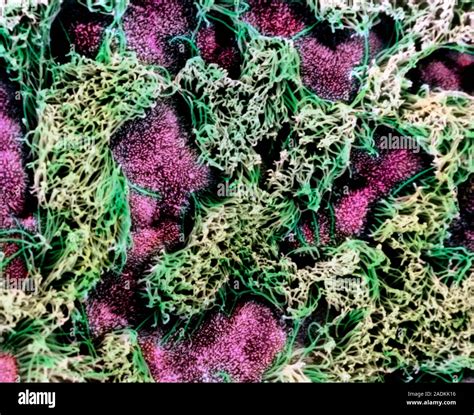 Fallopian Tube False Colour Scanning Electron Micrograph Of The Epithelium Of The Fallopian