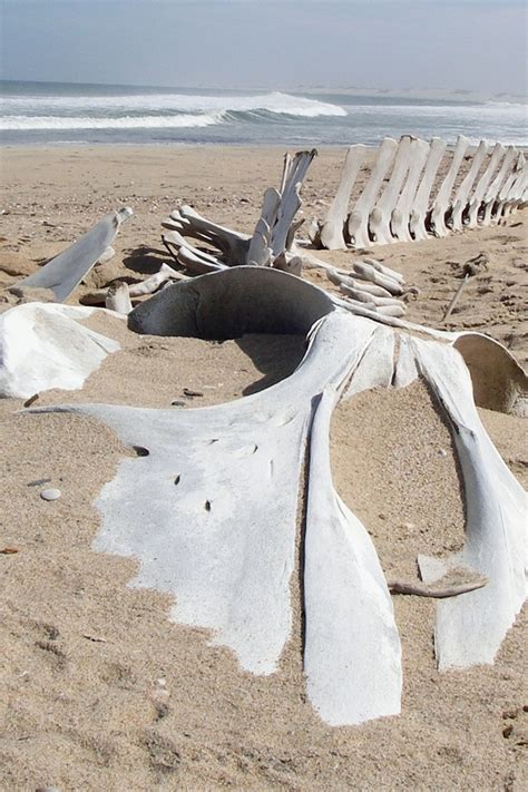 Leviathan Whale Skeleton