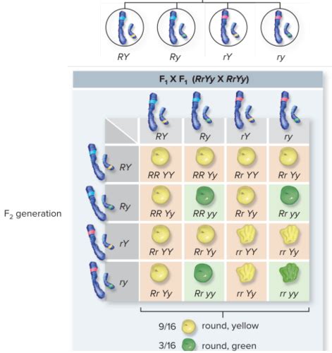 Exam 3 Flashcards Quizlet