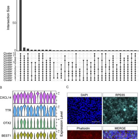 expression of rpe related genes a intersection of rpe signature
