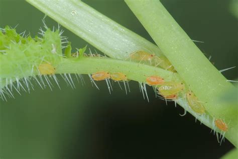 14 Common Potato Diseases And Pests To Watch Out For