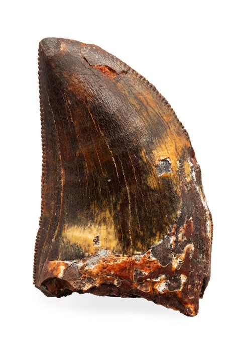 Carcharodontosaurid Tooth 1 39 Inch The Fossil Emporium