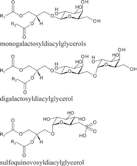Examples Of Sphingolipids Note The Conformational Resem Blance To