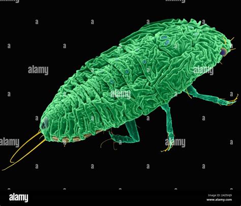Coloured Scanning Electron Micrograph Sem Of Brown Soft Scale Insect Nymph Stage Coccus