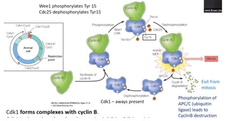 Lecture 19 Updated Learning Objectives Cell Cycle Ii Flashcards Quizlet