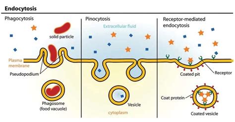 Endocytosis Definition Process And Types With Examples