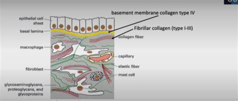 Extracellular Matrix Flashcards Quizlet