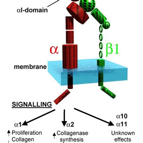 A Molecular Model Of 21 Integrin Ectodomain In Erect Active Download Scientific Diagram