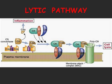 Ppt Complement Powerpoint Presentation Free Download Id217738