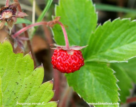 Menuda Natura Fragaria Vesca L