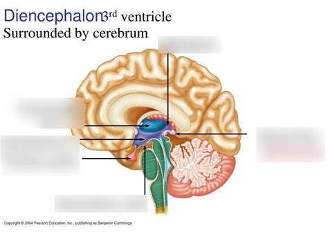 Neuroanatomy 18 Diagram Quizlet