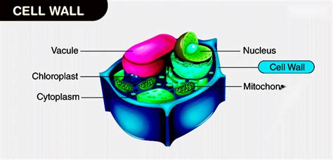 Cell Wall Structure Function And Its Presence In Various Organisms