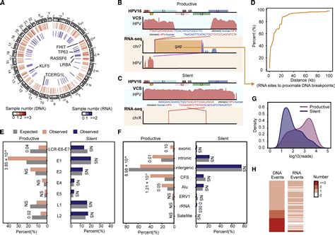 Multi Omics Characterization Of Silent And Productive HPV Integration In Cervical Cancer Cell