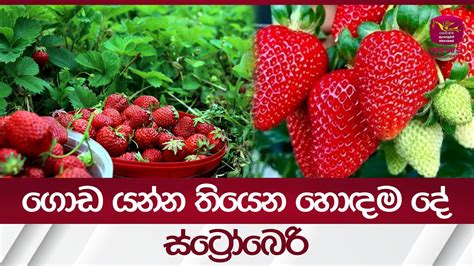 ගොඩ යන්න තියෙන හොඳම දේ ස්ට්‍රෝබෙරි Rupavahininews Youtube