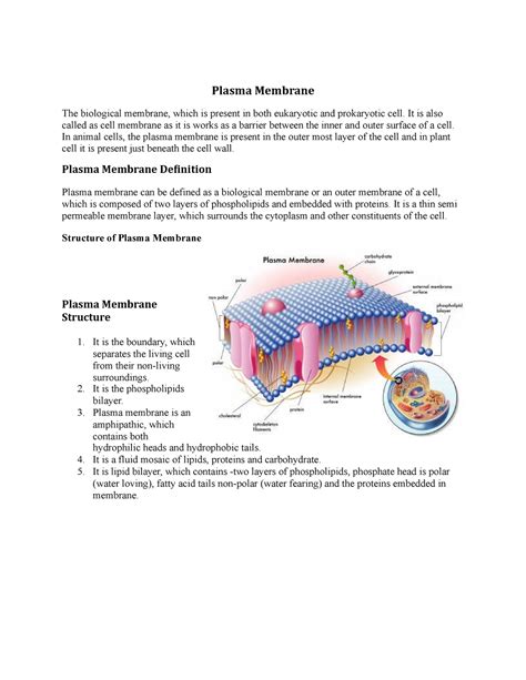 Plasma Membrane Lecture Notes Cell Biology SGBAU Studocu