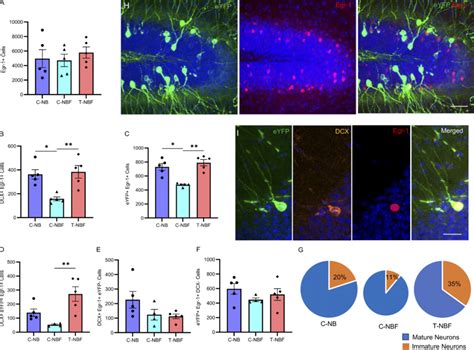 Enhanced Number Of Immature Neurons Reactivated In The Retrieval Of Download Scientific Diagram