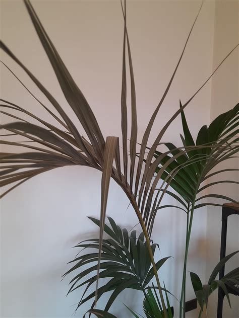 Why This Branch Died R Plantclinic