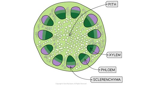 Plant Stems Edexcel A Snab A Level Biology Revision Notes 2015