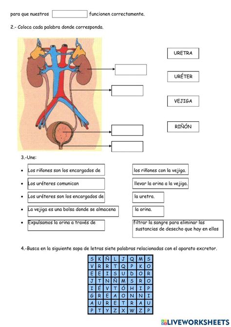 Ejercicio Interactivo Gratuito De Sistema Excretor Artofit