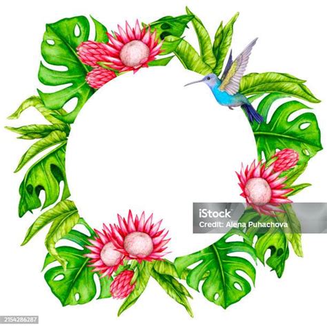 열대 잎 프로테아 꽃 벌새의 둥근 프레임 수채화 식물 그림입니다 꽃 구성 초대장 포스터 카드 인사말 카드 직물 인쇄 등을 위한