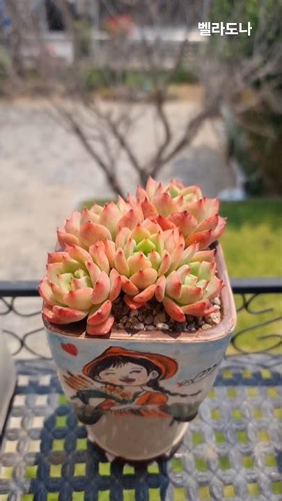 예쁜다육이🌺벨라도나🪷걸이대다육이🌸베란다다육이🌼예쁜화분 Youtube