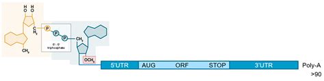 Mrna Structure