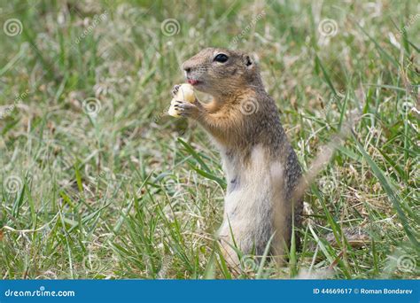 Gopher Stock Image Image Of Holding Banana Grass Nature 44669617