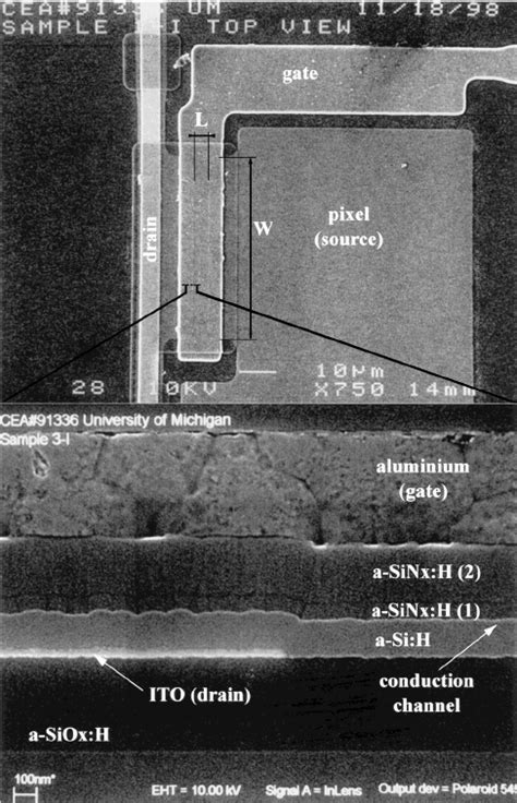 Scanning Electron Microscopy Sem Pictures Of The Top And Download Scientific Diagram