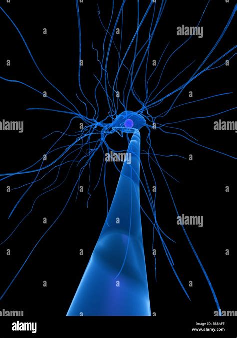 Nerve Hi Res Stock Photography And Images Alamy