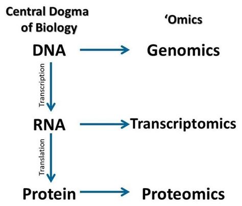 Introduction To Transcriptomics And Its Applications Flashcards Quizlet