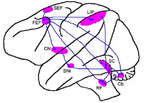 2 Pathways For Saccade Generation Modified From Krauzlis 2004 Download Scientific Diagram