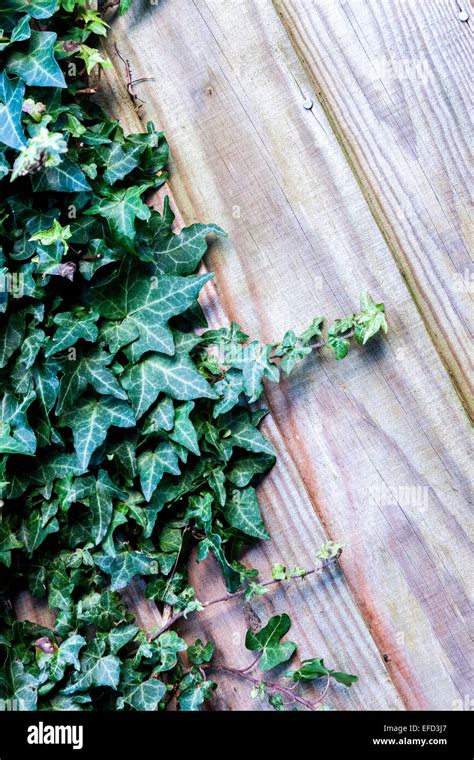 Wooden Overlap Fencing Stock Photo Alamy