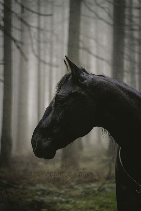Pin by Alice on Magical Creatures in 2024 | Horses, Beautiful horses ...