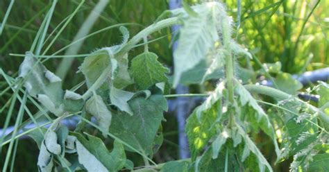 Its Green Day My Garden Journal Wilted Tomato Plant Pest Or Disease
