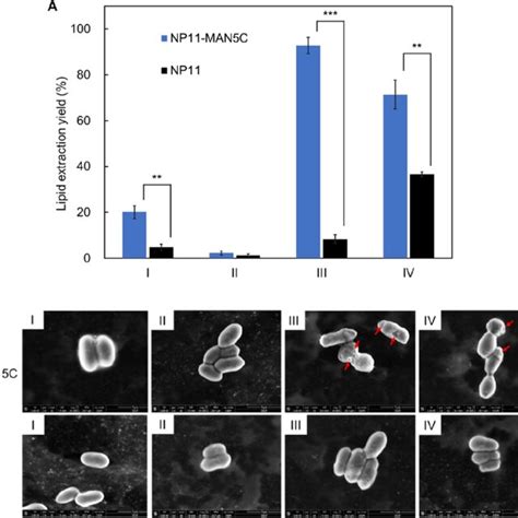 Lipid Extraction Yields And Cell Morphology With Different Methods A