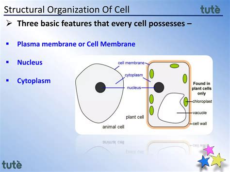 Th Class Biology Cell Structure And Function PPTX Biological Sciences Science