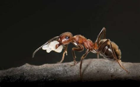 Researchers Discover Rapid And Predictable Genome Evolution Across