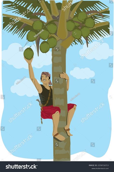 739 Coconut Tree Climber Royalty Free Photos And Stock Images