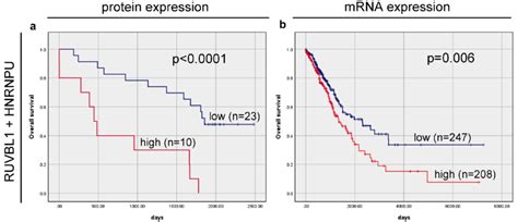 Overall Survival Analysis According To The Combination Of A Ruvbl1 And Download Scientific