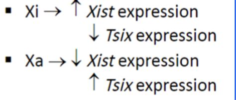 lecture 13 x and y linked inheritance flashcards quizlet